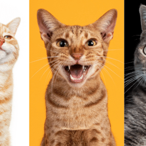 Feline 411: All About The Werewolf Cat AKA Lykoi