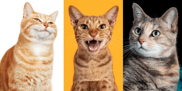 Types of Tabby Cat Patterns | Blog - Cattitude