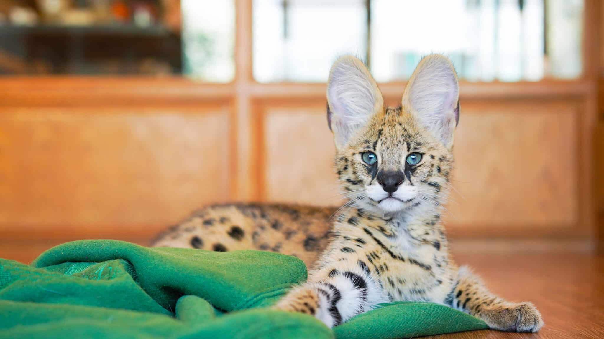 Big Cat 411: All About The African Serval Cat
