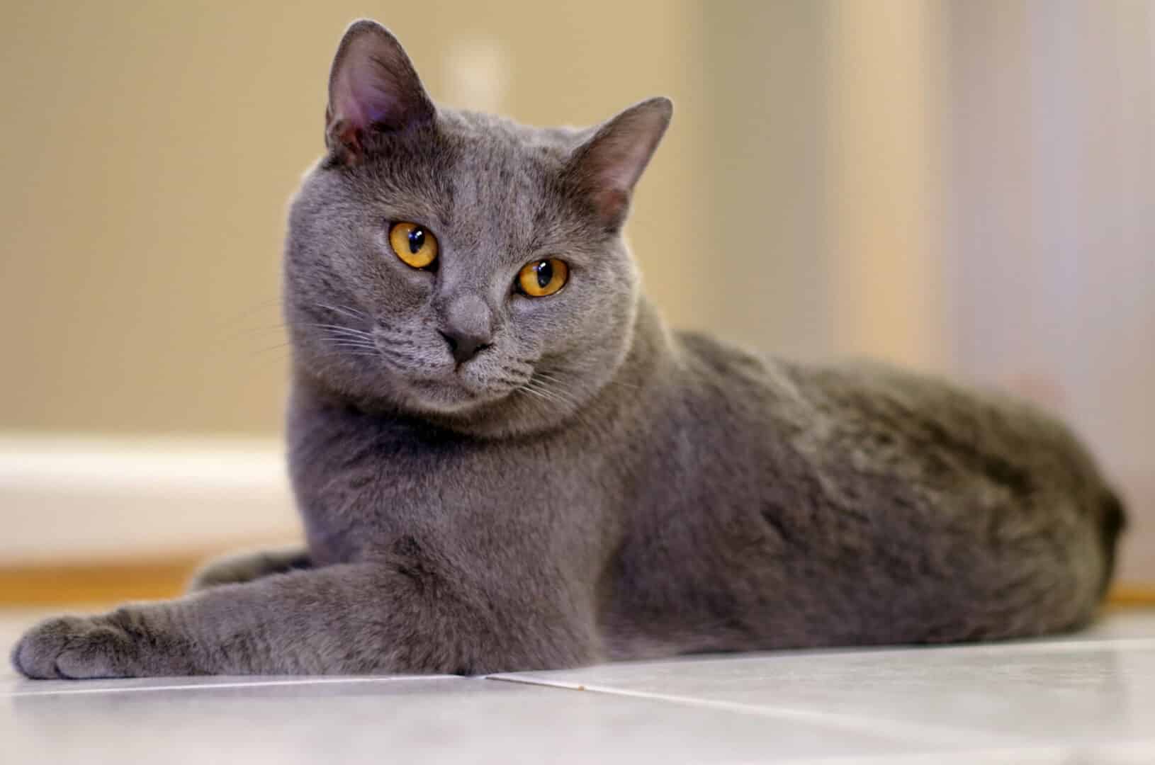 The History Of The Chartreux Cat An Enduring Legacy Of Grace And Mystery The History Of The Chartreux Cat An Enduring Legacy Of Grace And Mystery