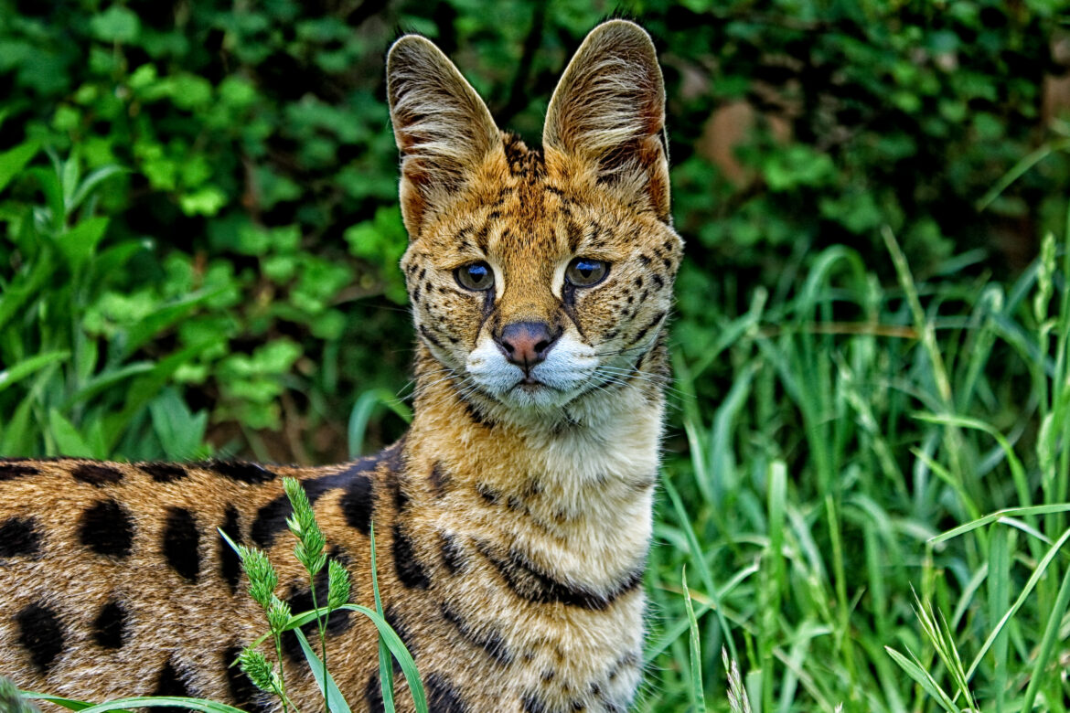 Big Cat 411: All About The African Serval Cat