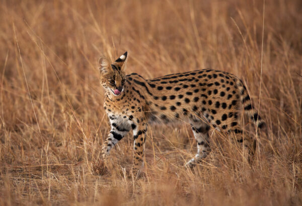 Big Cat 411: All About The African Serval Cat
