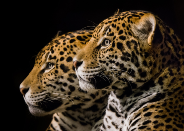 Big Cat 411: All About The Jaguar