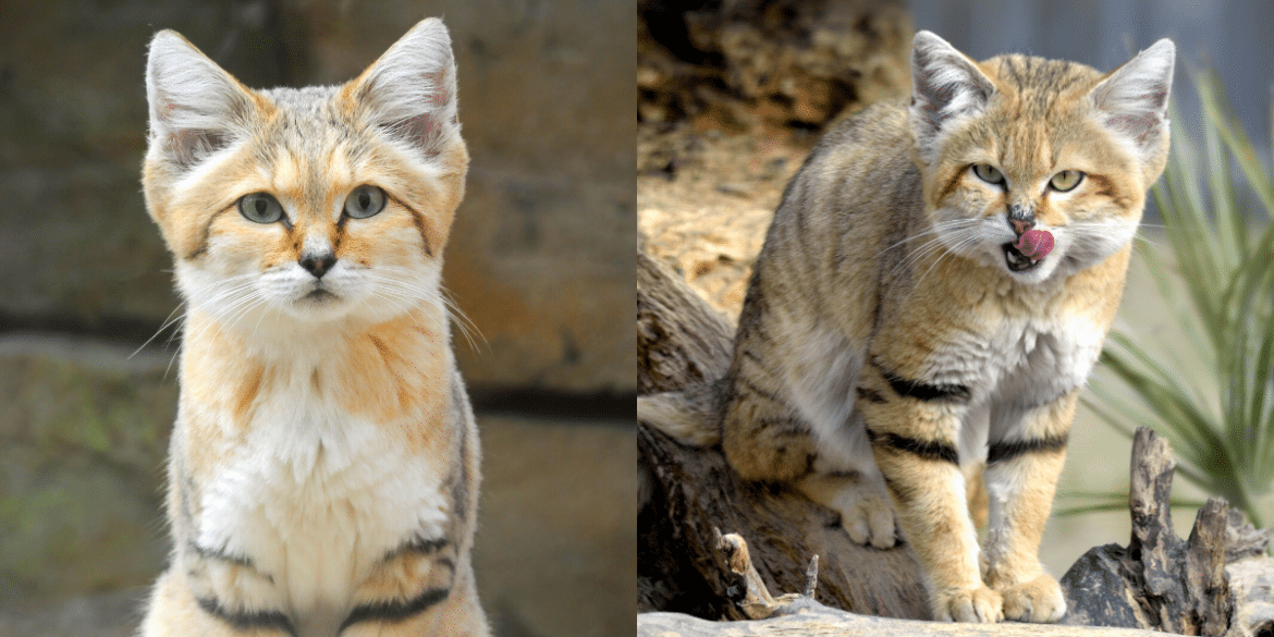 Sand Cat: Full Breed Guide | Blog - Cattitude