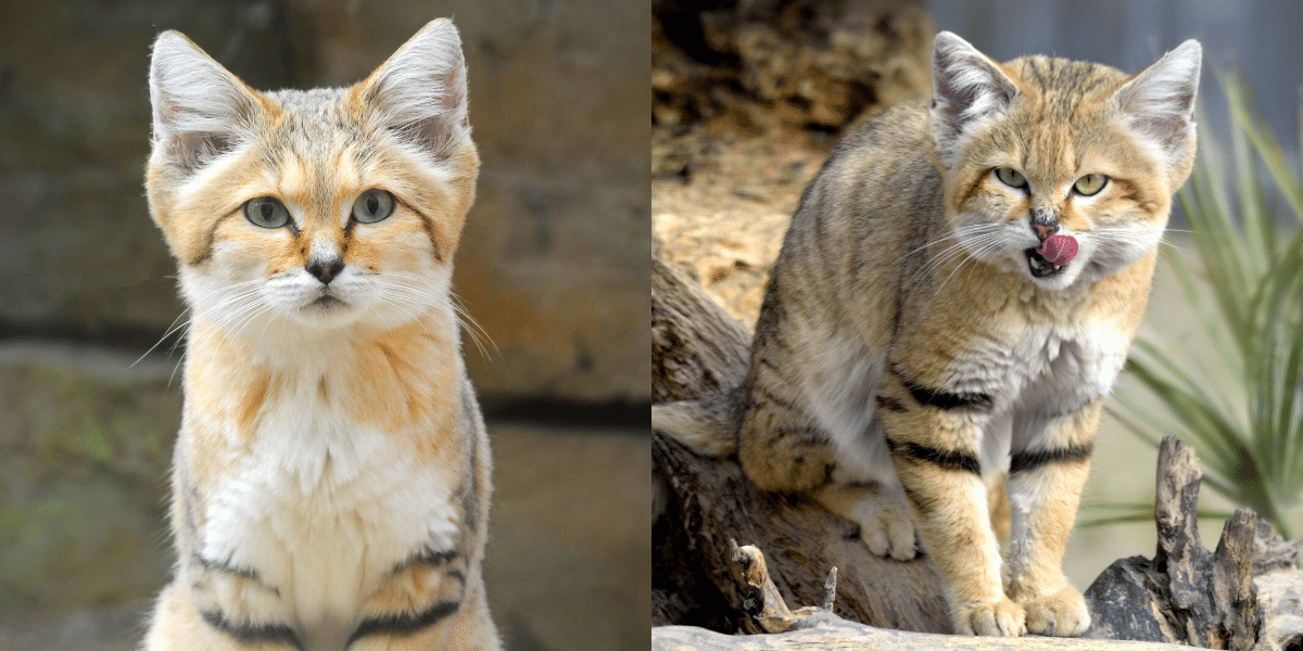 Sand Cat Full Breed Guide Blog Cattitude Sand Cat Full Breed Guide Blog Cattitude