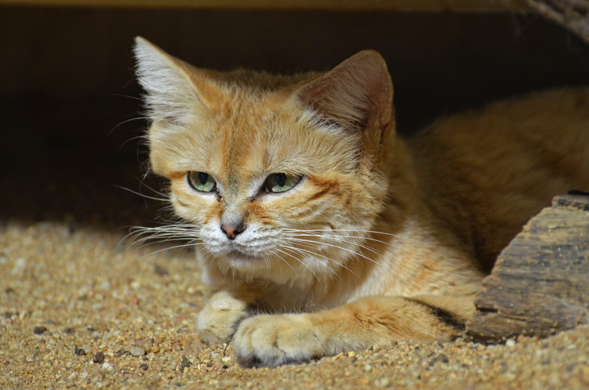 Big Cat 411: All About The Sand Cat