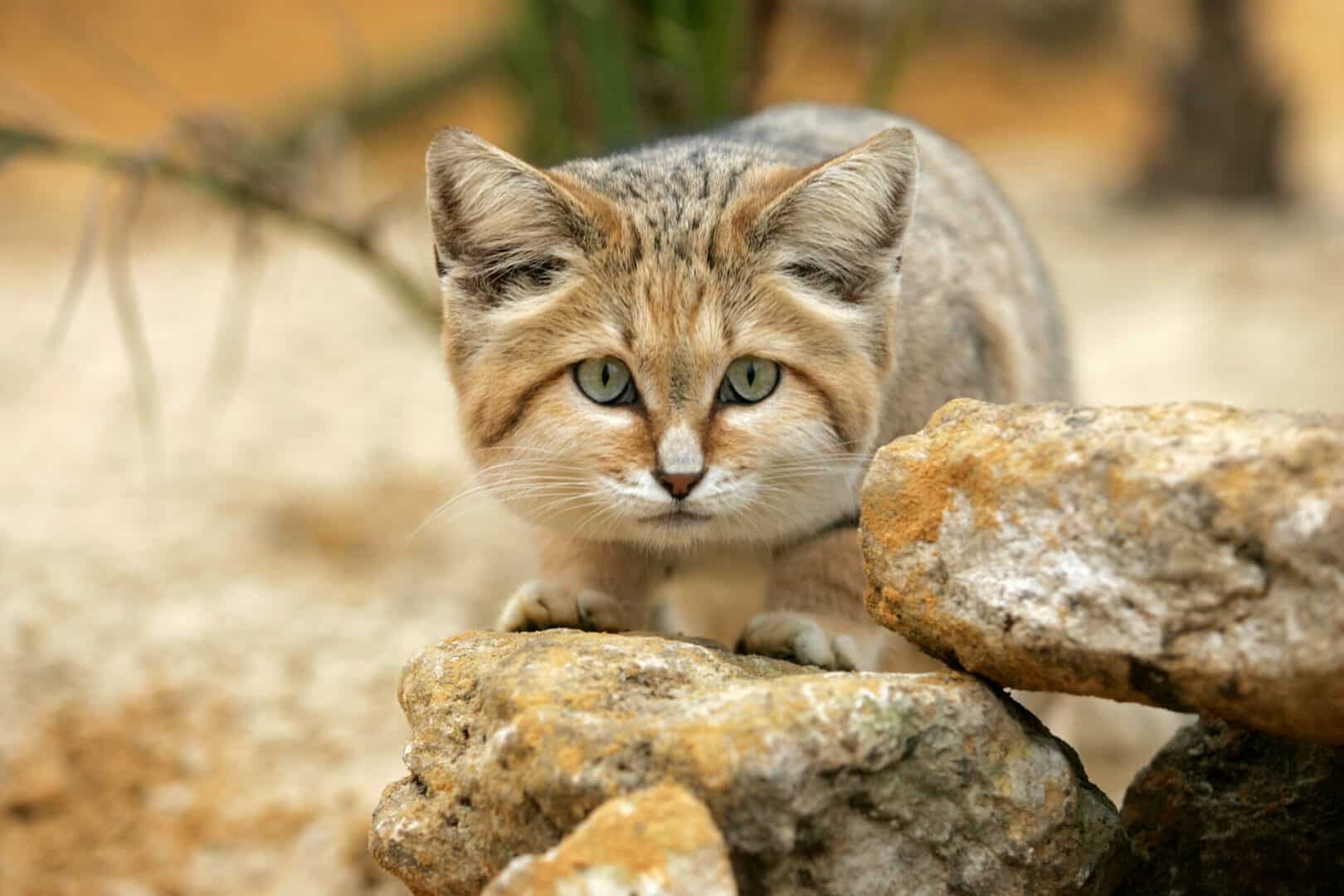 Sand Cat Full Breed Guide Blog Cattitude Sand Cat Full Breed Guide Blog Cattitude