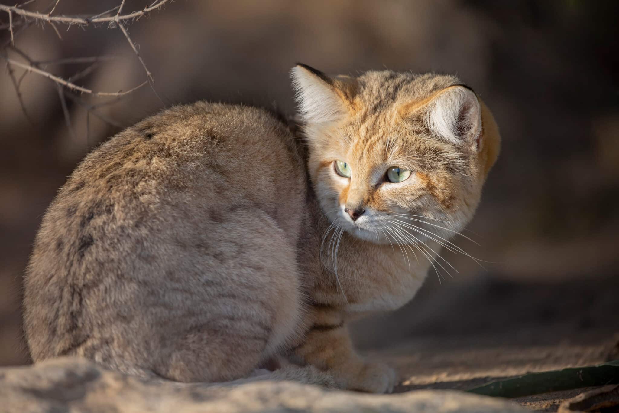Big Cat 411: All About The Sand Cat