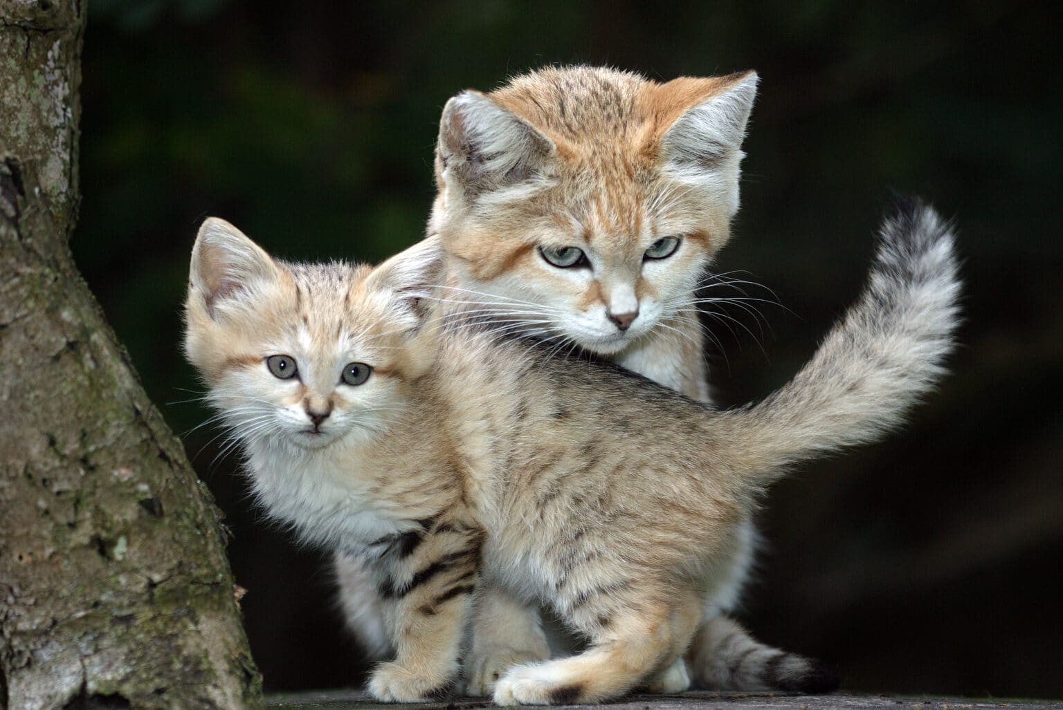 Big Cat 411: All About The Sand Cat