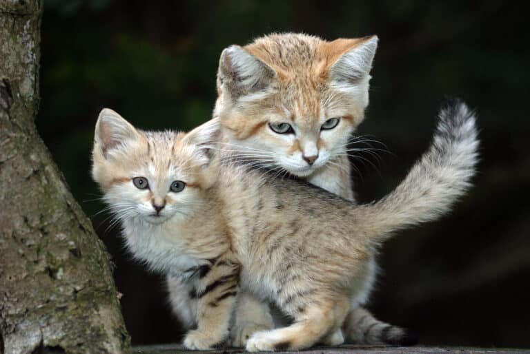 Big Cat 411: All About The Sand Cat