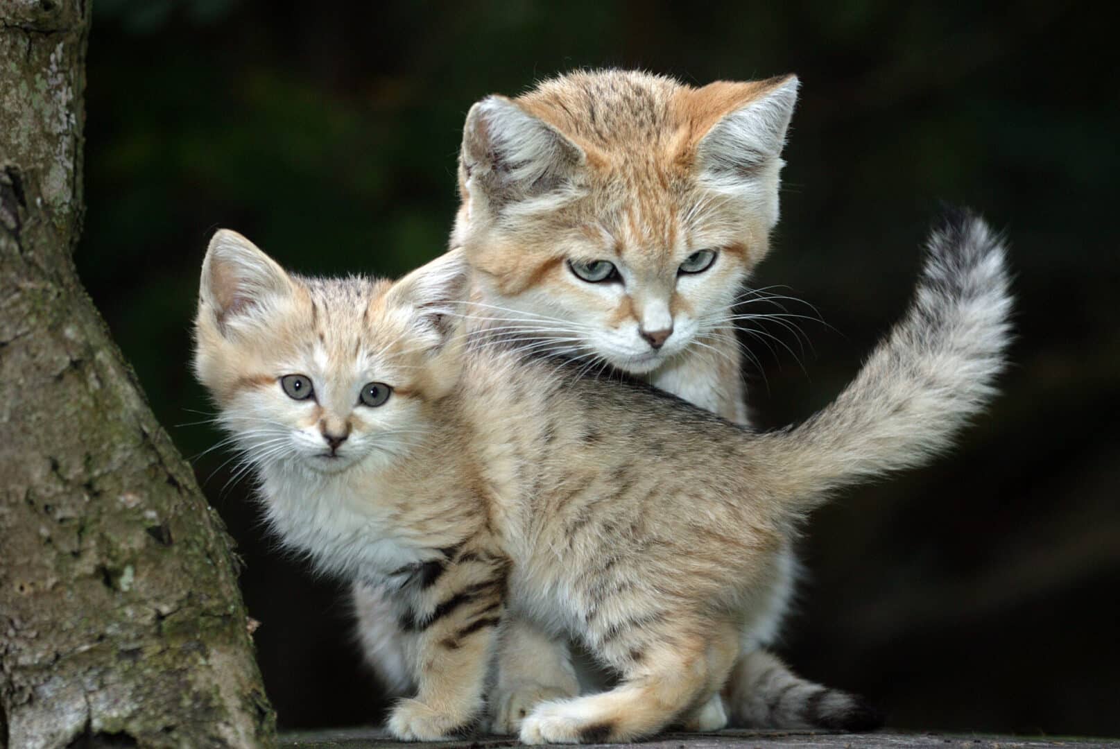 Sand Cat Full Breed Guide Blog Cattitude Sand Cat Full Breed Guide Blog Cattitude