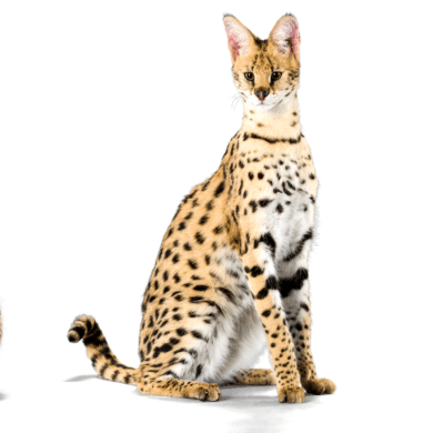 Seven Cat Breeds That Are Totally Clingy