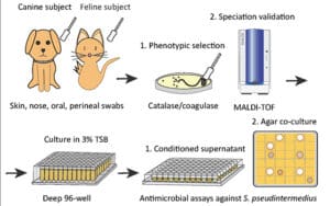 Cat Bacteria Found So Powerful, It Can Fight Off Staph Infections