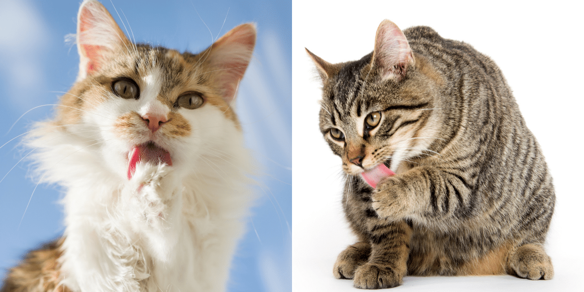 Cat Bacteria Found So Powerful, It Can Fight Off Staph Infections