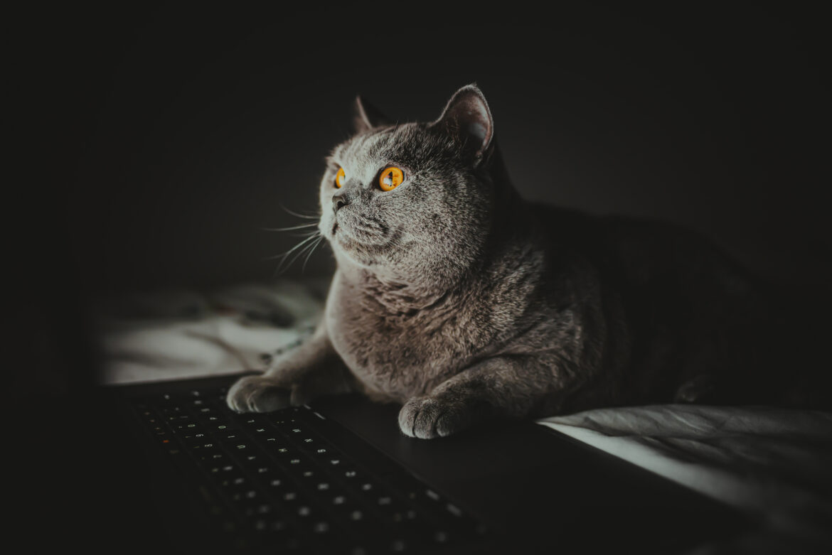 Why Does My Cat Run Around The House At Night?