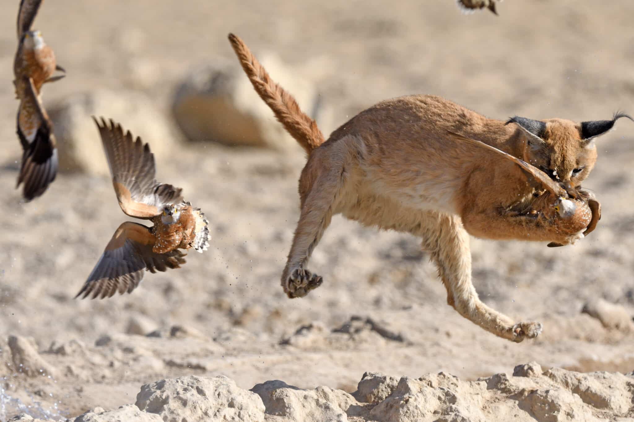 Big Cat 411: All About The Caracal