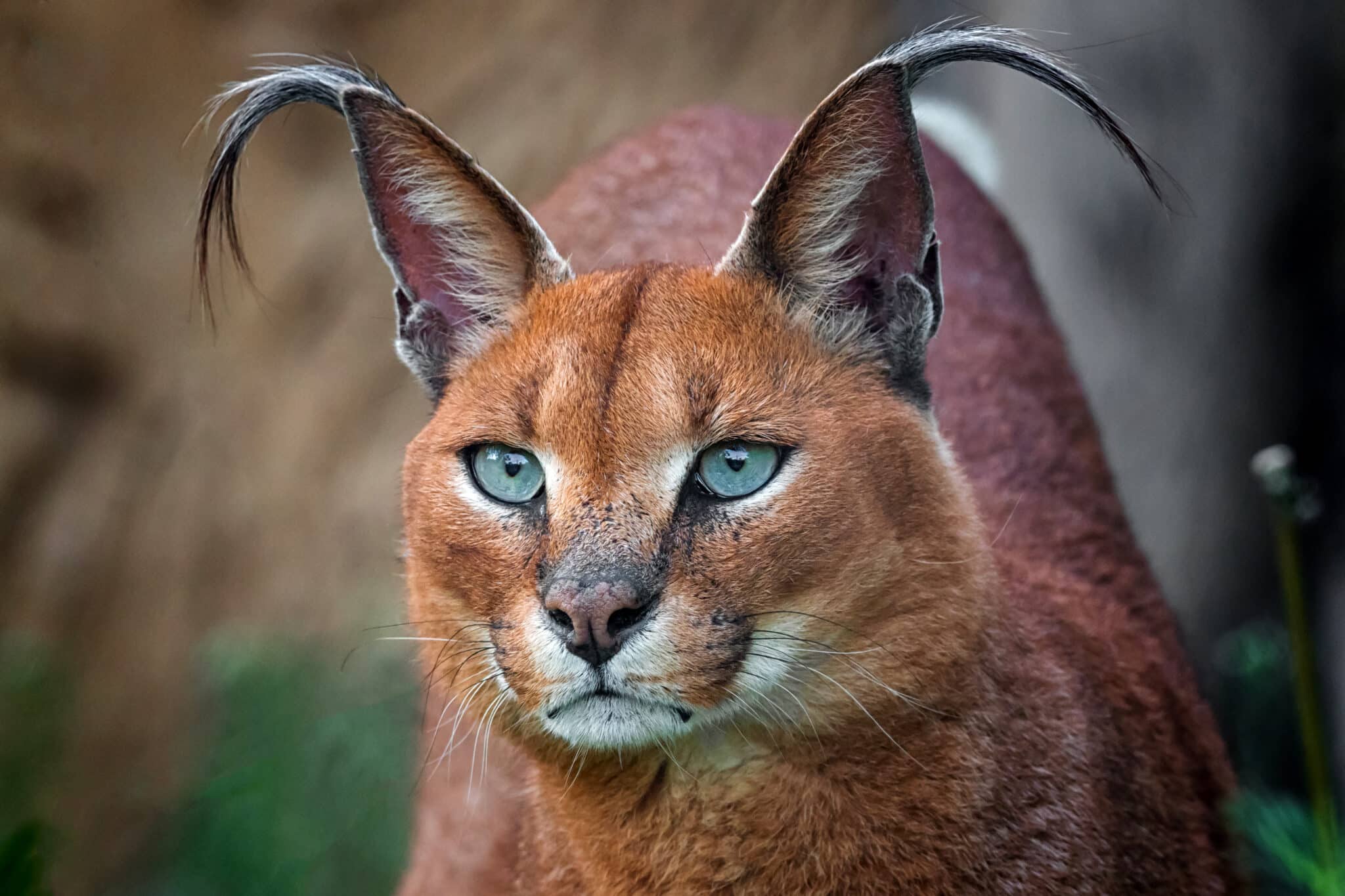 Big Cat 411: All About The Caracal