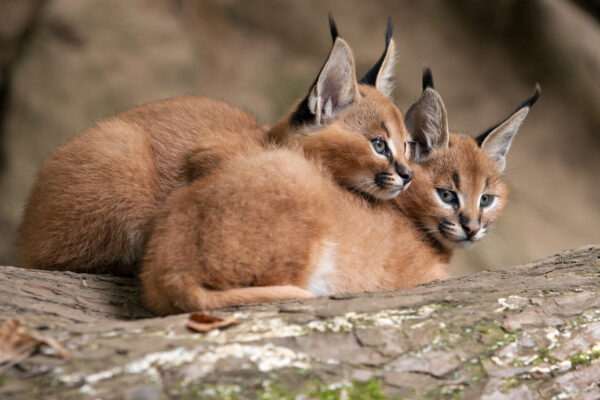 Big Cat 411: All About The Caracal