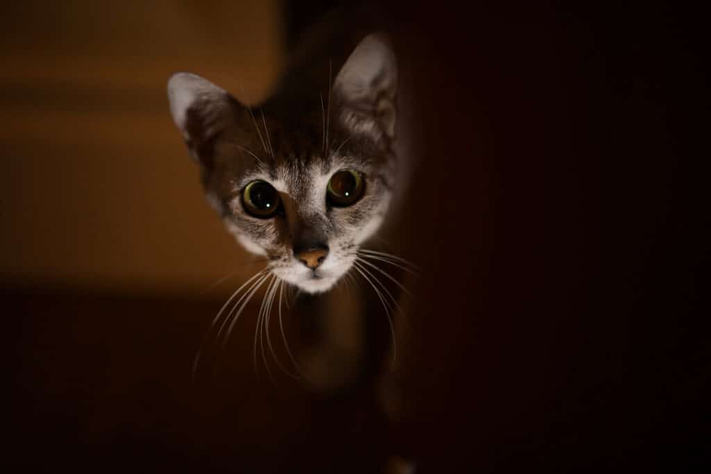 Why Does My Cat Run Around The House At Night?