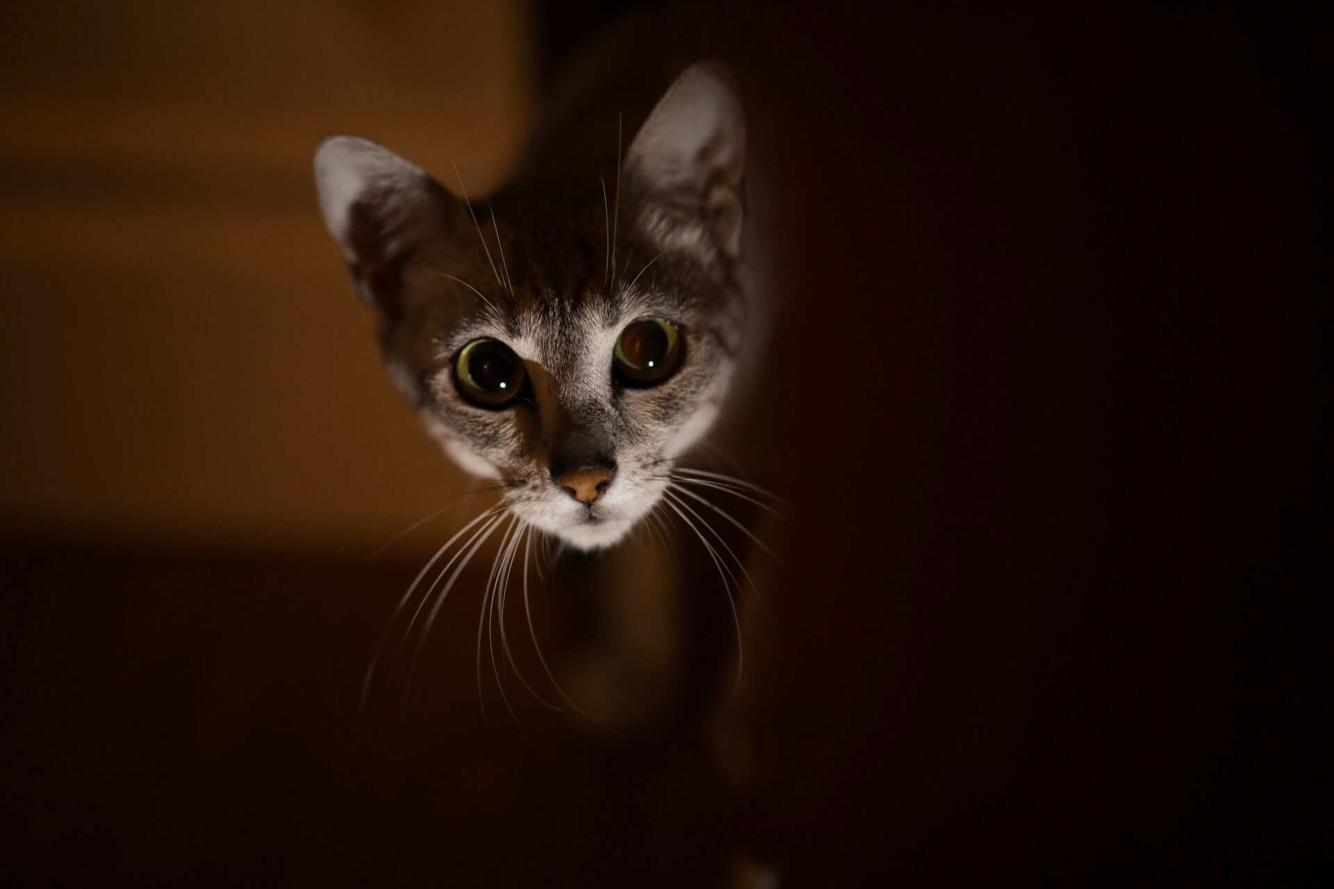 Can Cats Sense Evil Spirits?