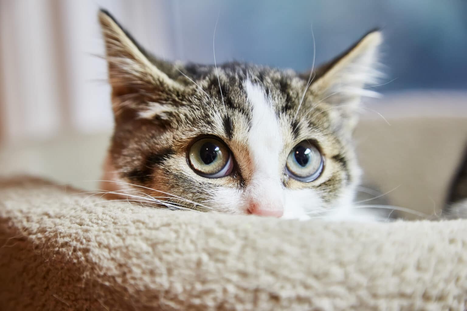 Why Are Cats So Sneaky?