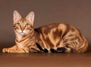 Meet The Sokoke: The Rarest Cat Breed In The World