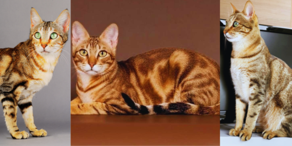 Meet The Sokoke: The Rarest Cat Breed In The World