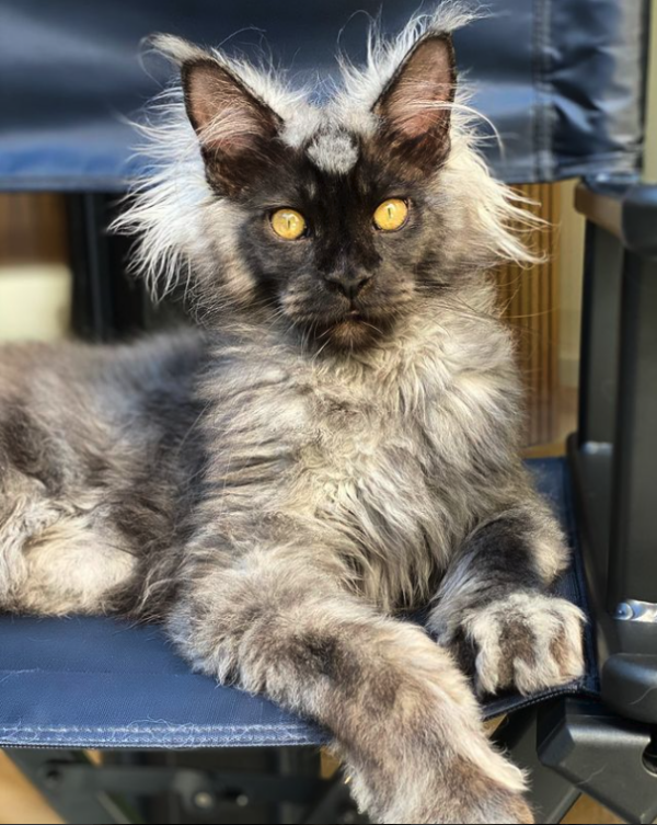 Meet Richie The Maine Coon: A Cool Cat With Amazing Fur
