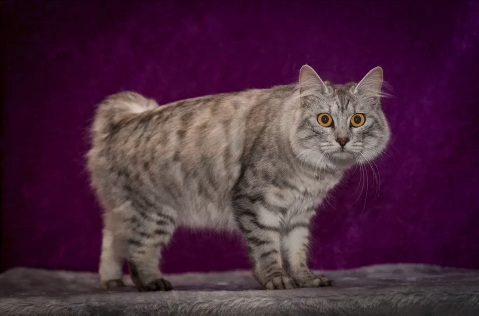 Feline 411: All About The Cymric Cat Breed