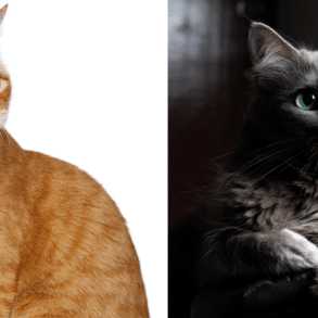 Jaundice in Cats: What You Need To Know