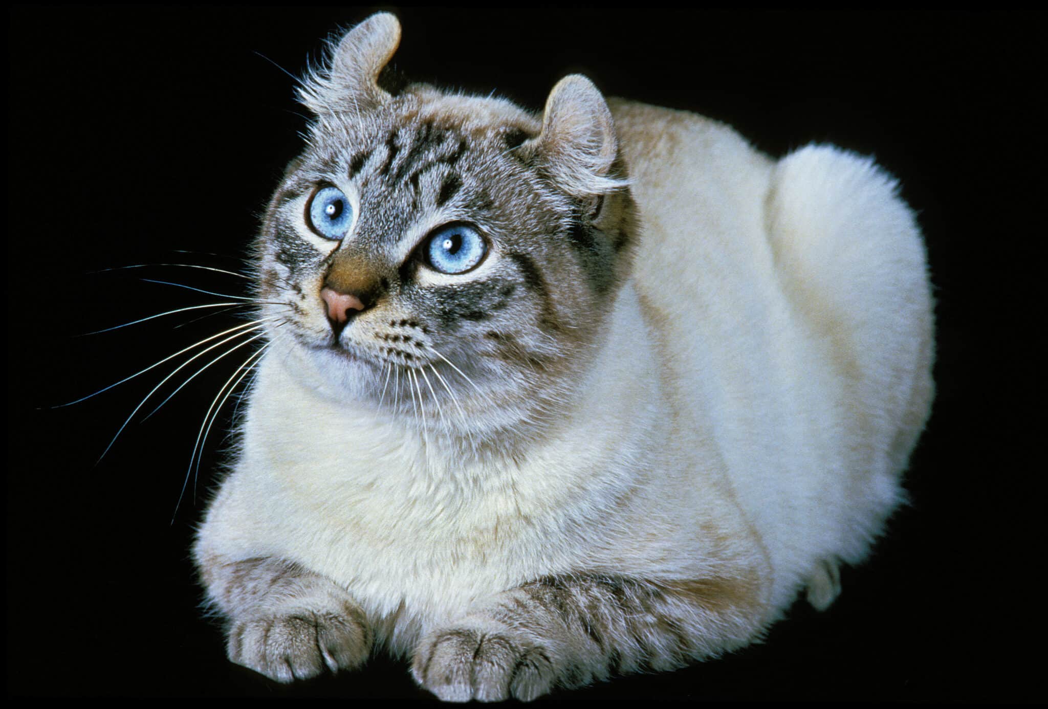 Feline 411: All About The American Curl