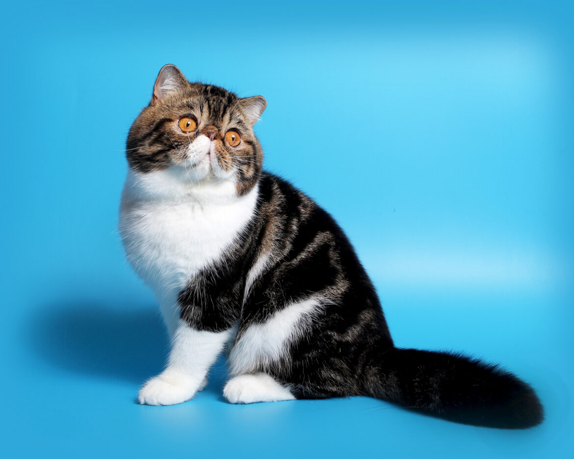 Feline 411: All About The Exotic Shorthair