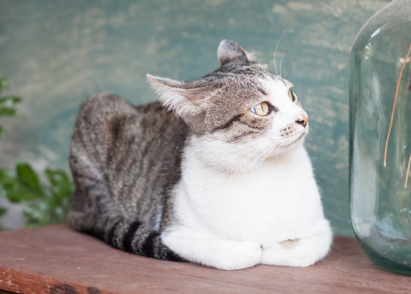 A Collection Of Bread Loaf Cats To Brighten Your Day