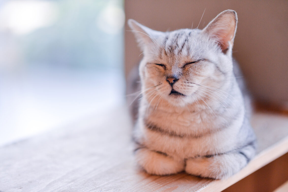 A Collection Of Bread Loaf Cats To Brighten Your Day