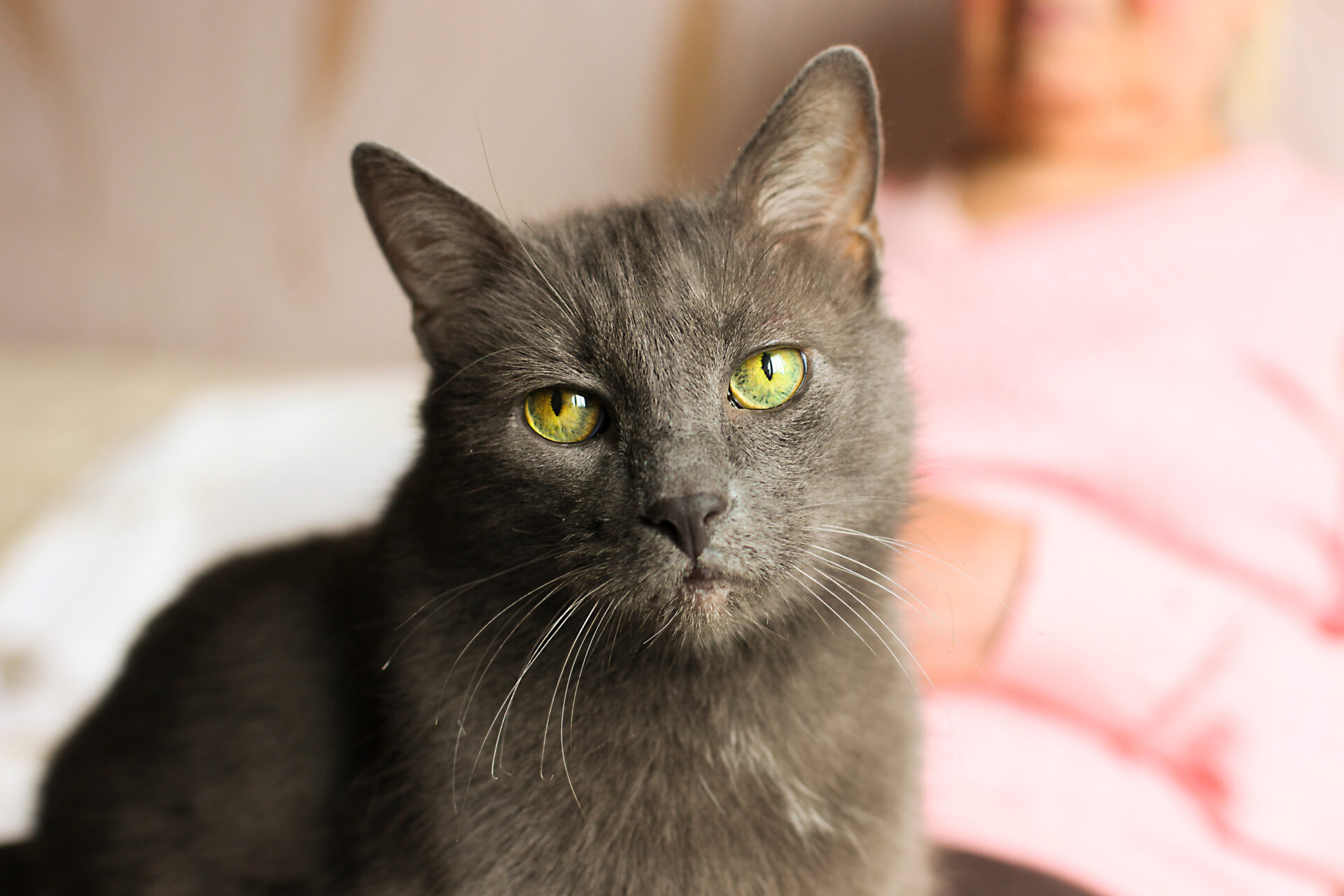Signs Your Cat Is Going Deaf