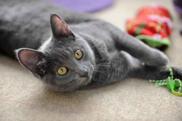 Feline 411: All About The Korat Cat Breed