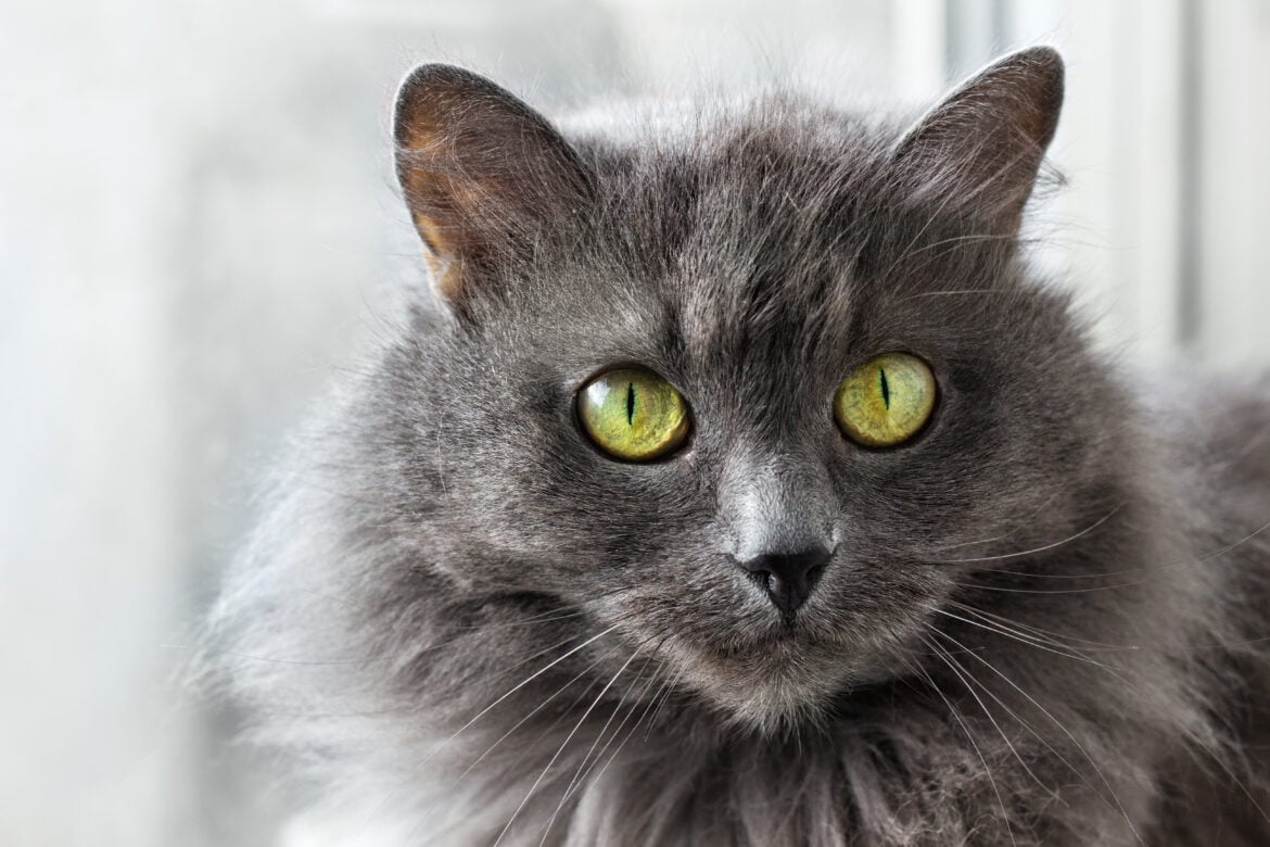 Feline 411: All About The Nebelung