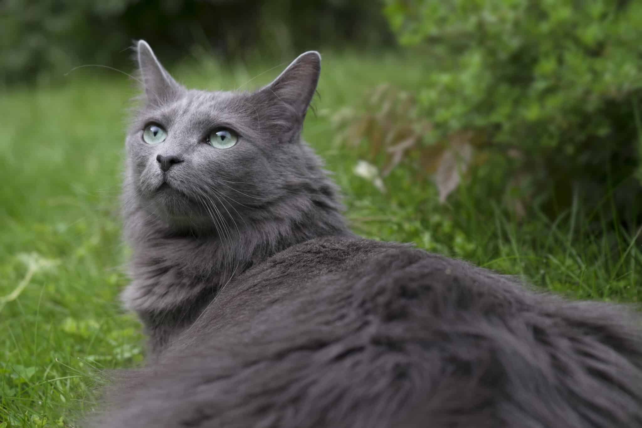 Feline 411: All About The Nebelung