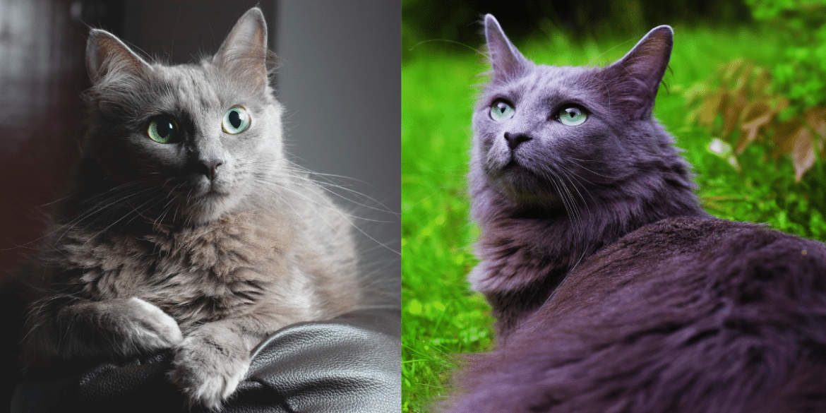 Nebelung Cat: A Brief Guide | Blog - Cattitude