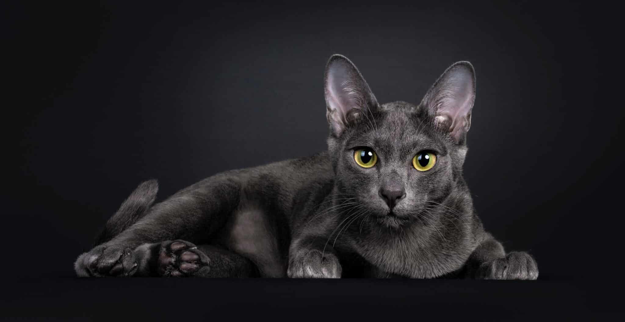 Feline 411: All About The Korat Cat Breed
