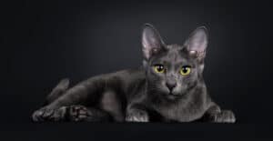 Feline 411: All About The Korat Cat Breed