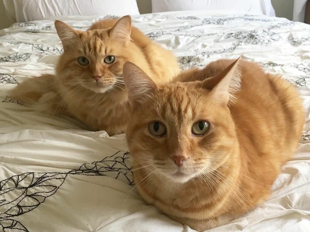 A Collection Of Bread Loaf Cats To Brighten Your Day