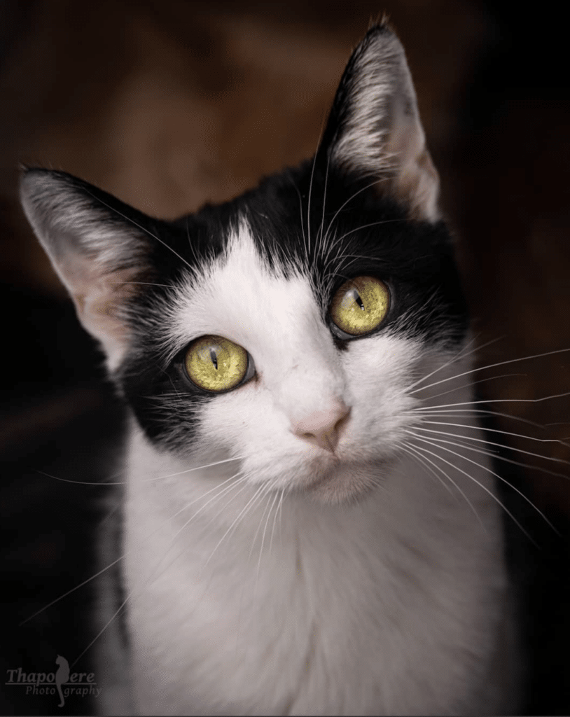 German Cat Photographer Makes Kitties Shine Like No Other
