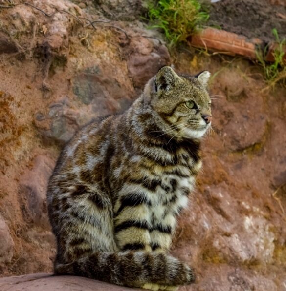 Big Cat 411: All About The Andean Cat