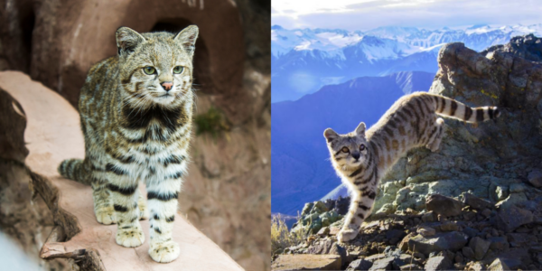 Top Andean Cats Fun Facts | Blog - Cattitude
