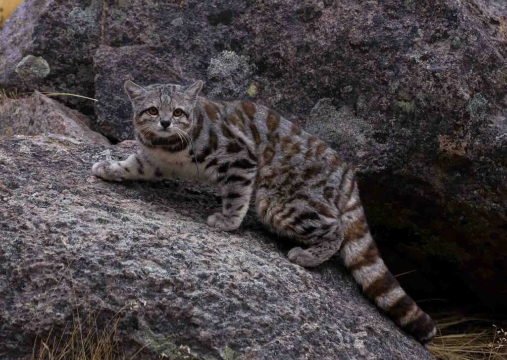 Big Cat 411: All About The Andean Cat