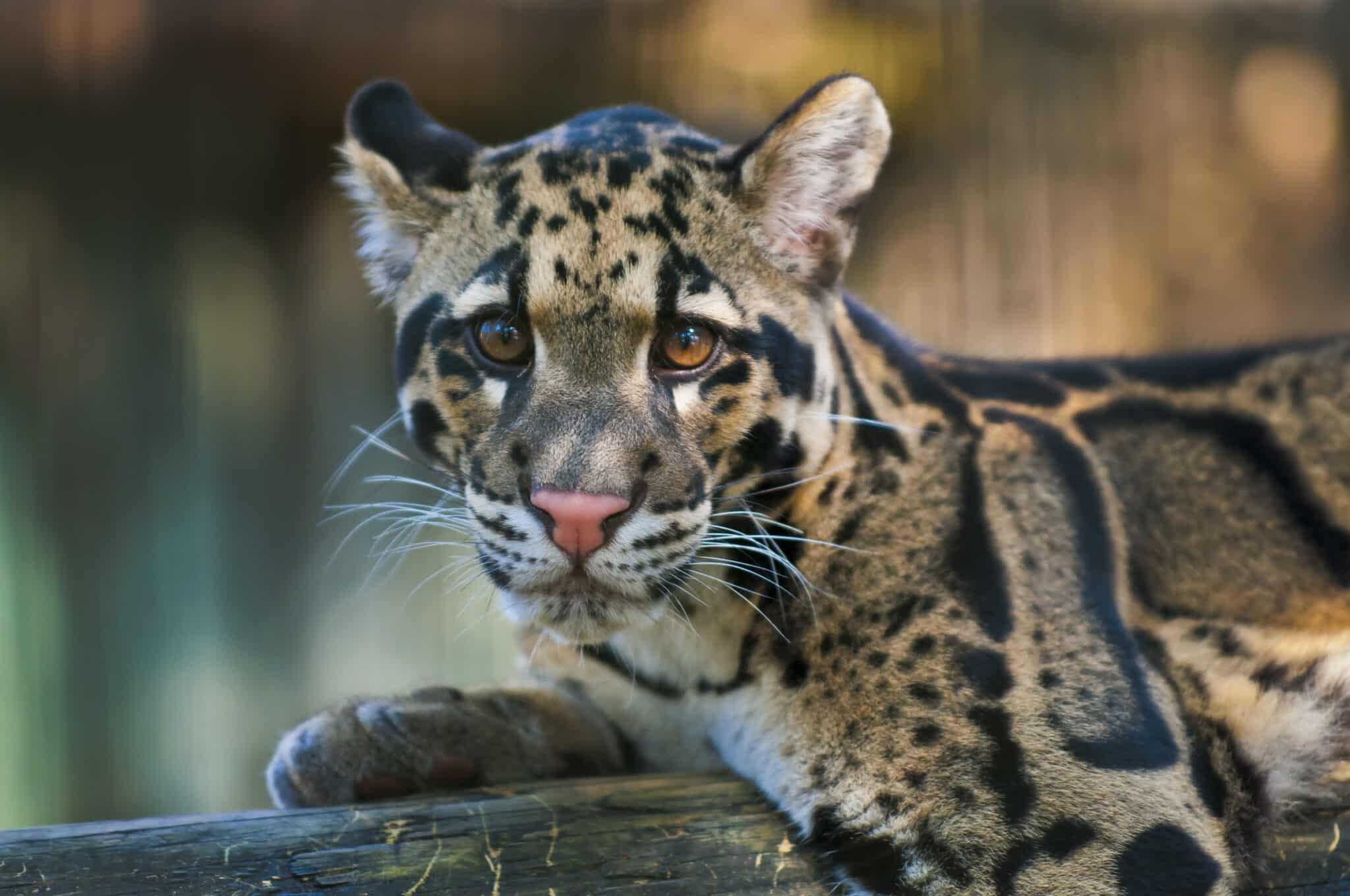Big Cat 411: All About The Clouded Leopard