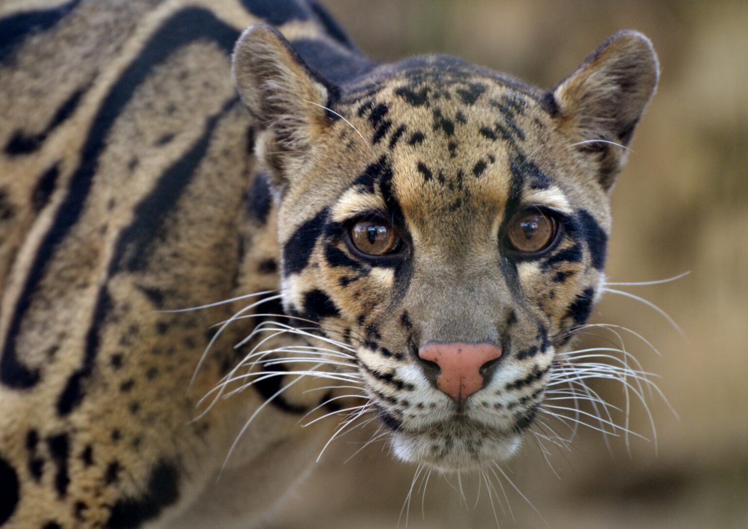 Big Cat 411: All About The Clouded Leopard