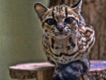 Big Cat 411: All About The Margay