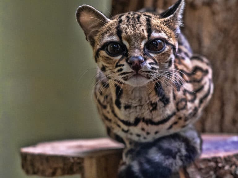 Big Cat 411: All About The Margay